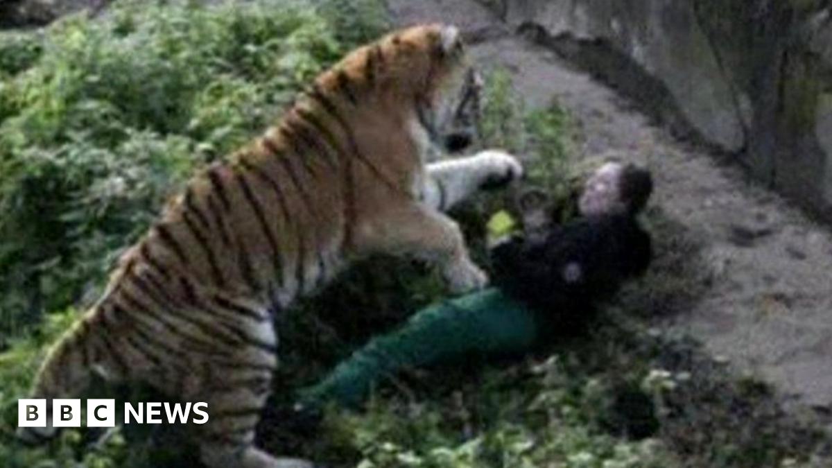 Russia zookeeper recovering from tiger attack - BBC News