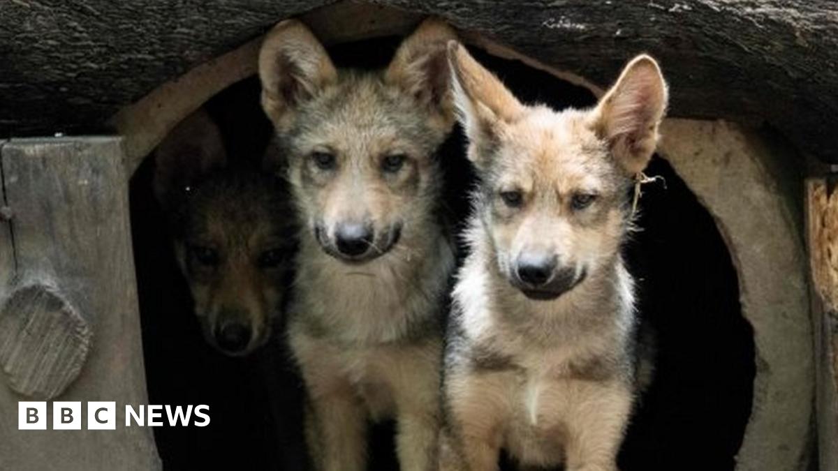 Mexican wolves: Eight-cub litter delights Mexico City zoo - BBC News