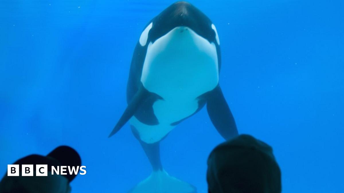 Can orcas ever be healthy in captivity? - BBC News