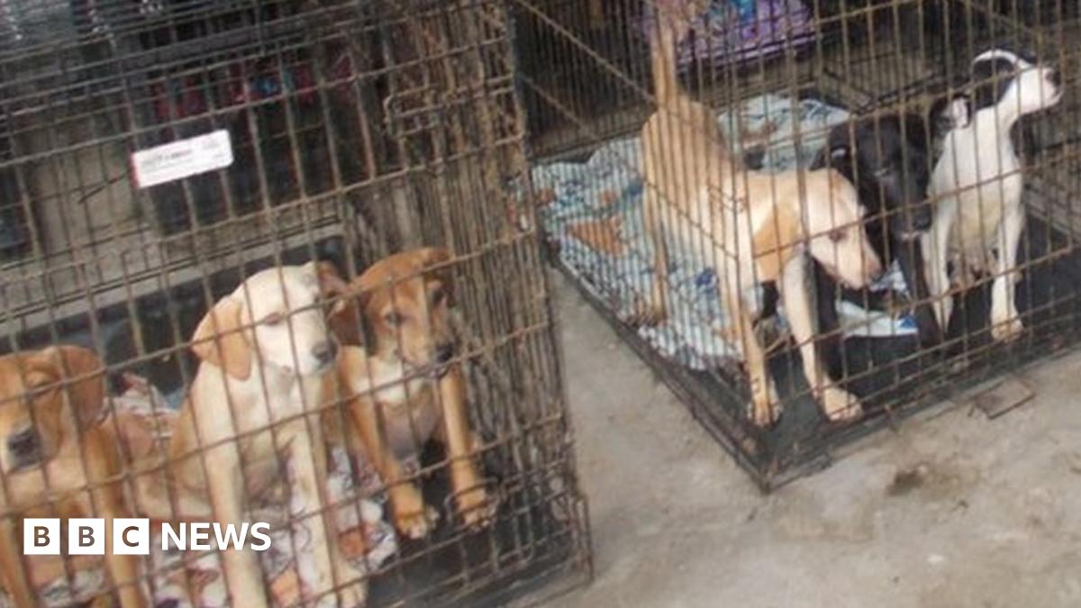 Donations flood US shelter after rescue of 86 dogs from 'horrible ...