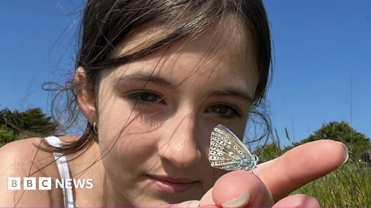 UK butterfly numbers at highest level since 2019 - BBC News