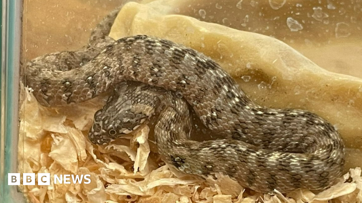 Snakes from Mexico and Spain stowaway to Guernsey - BBC News
