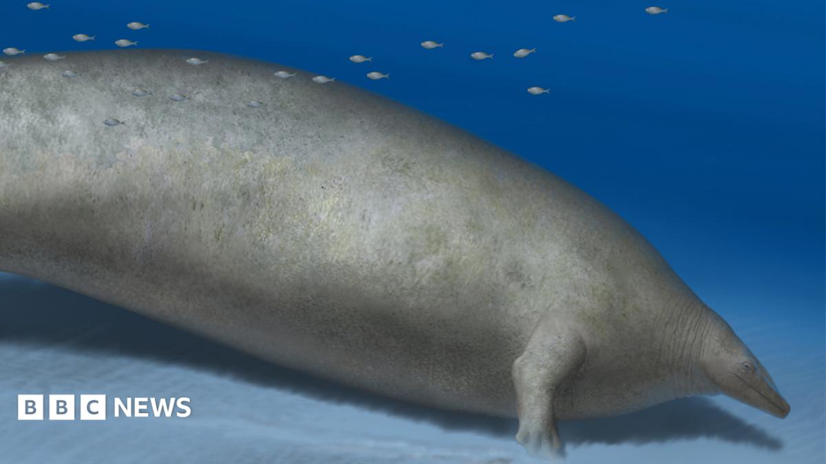 Peruvian fossil challenges blue whales for size - BBC News