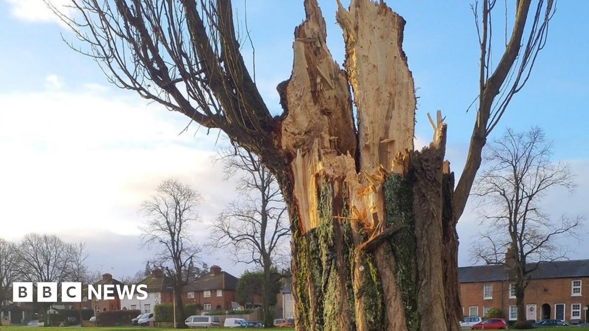 Six mature trees to be chopped down in Newbury over safety fears - BBC News