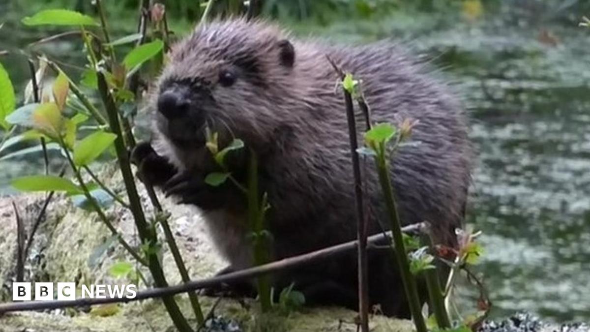 Beaver kits born in Dorset for second year running - BBC News