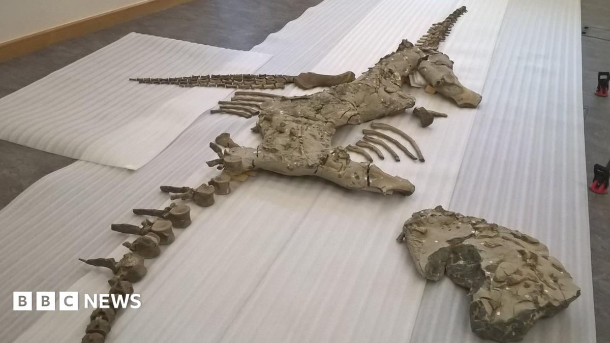 The story of 'Eve' the Jurassic sea monster - BBC News
