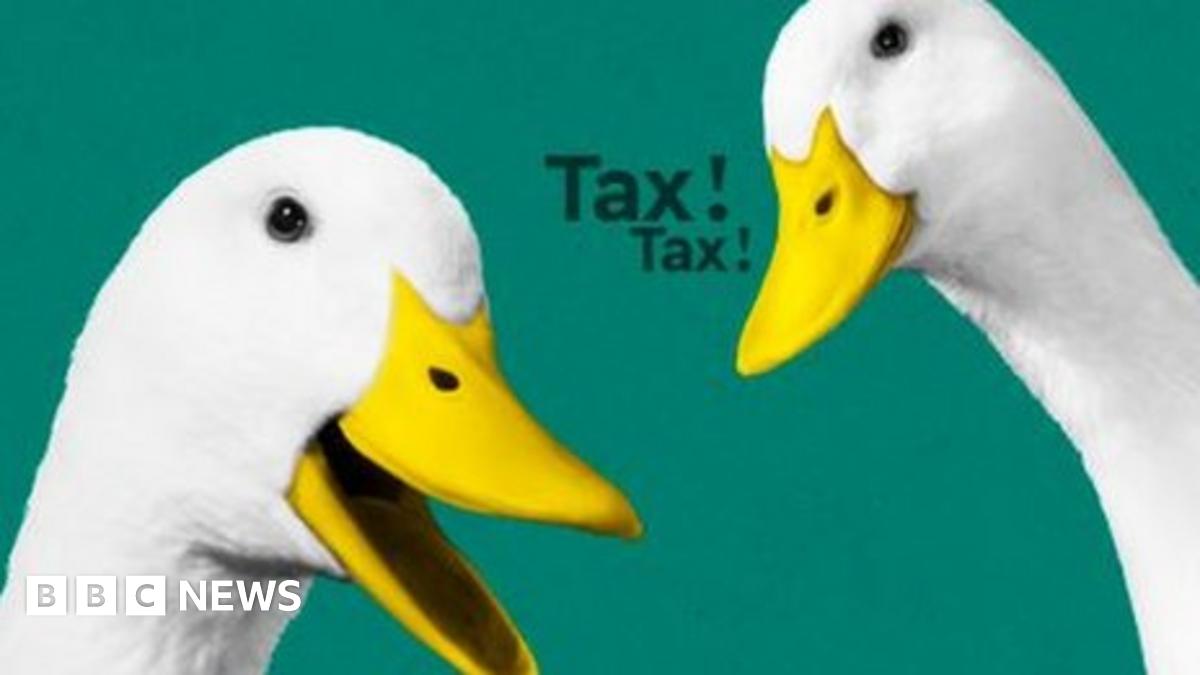 HMRC employs farmyard ducks to 'niggle' taxpayers - BBC News