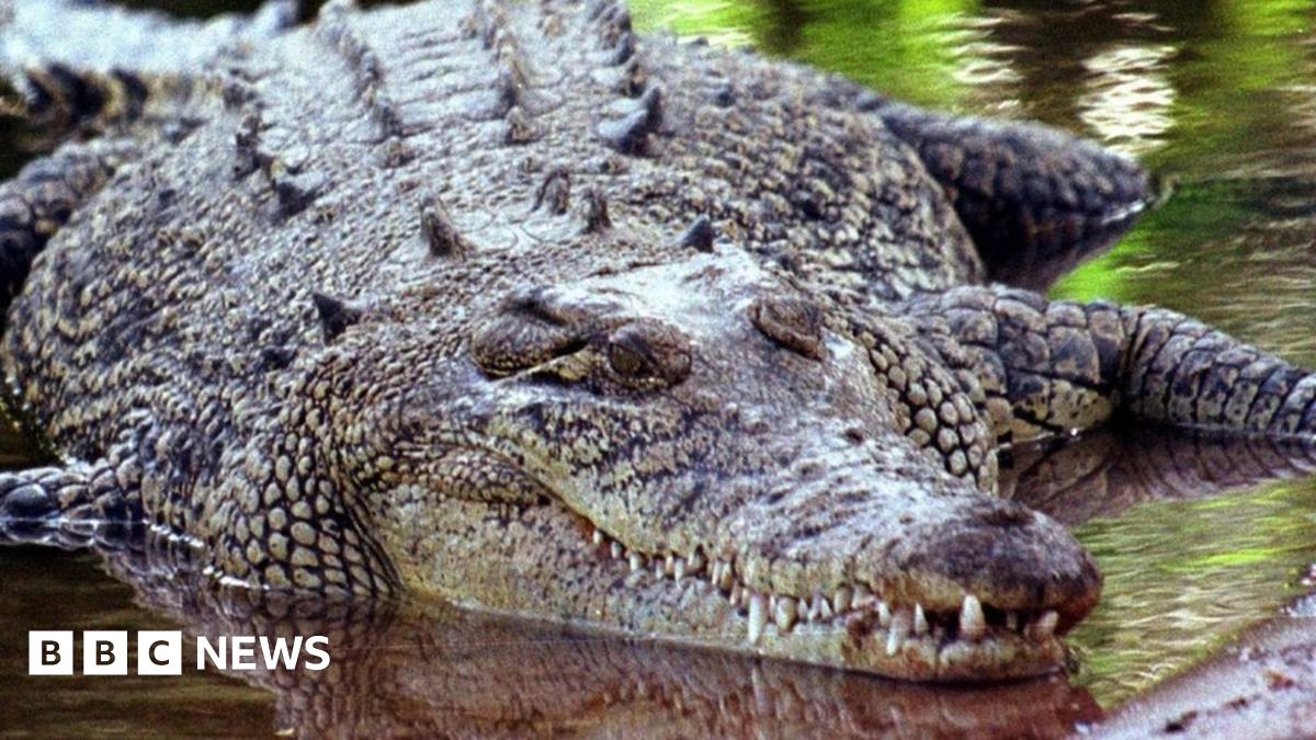 Australian man survives crocodile attack by 'prising jaws off his head ...
