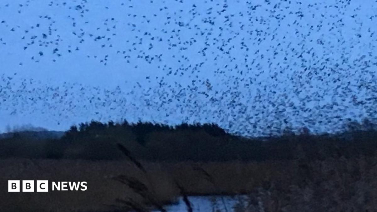 Record starling mumuration on Somerset Levels - BBC News