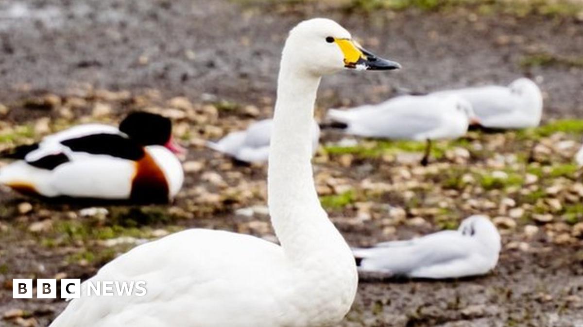 Bewick's swans complete journey to Slimbridge nature reserve - BBC News