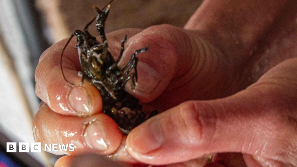 Project to help restore native crayfish population - BBC News