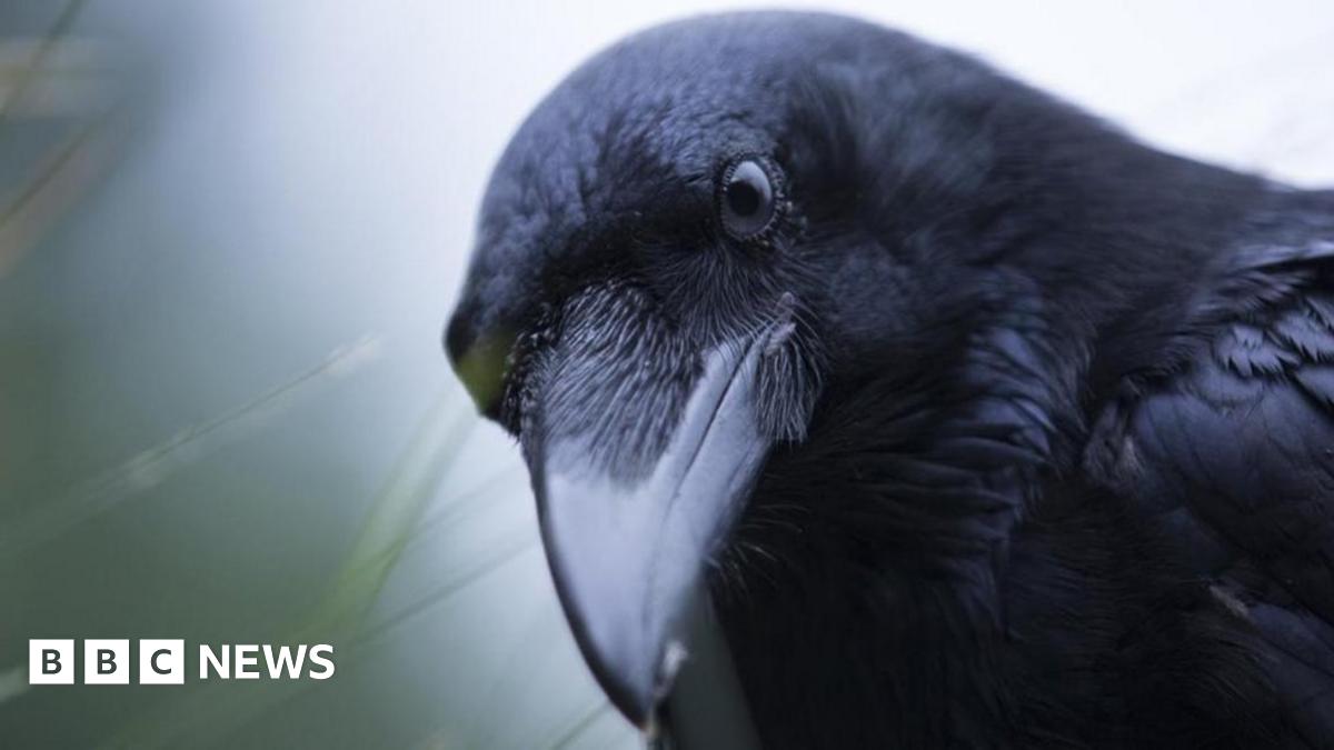 Scottish Natural Heritage defends raven-killing licence - BBC News