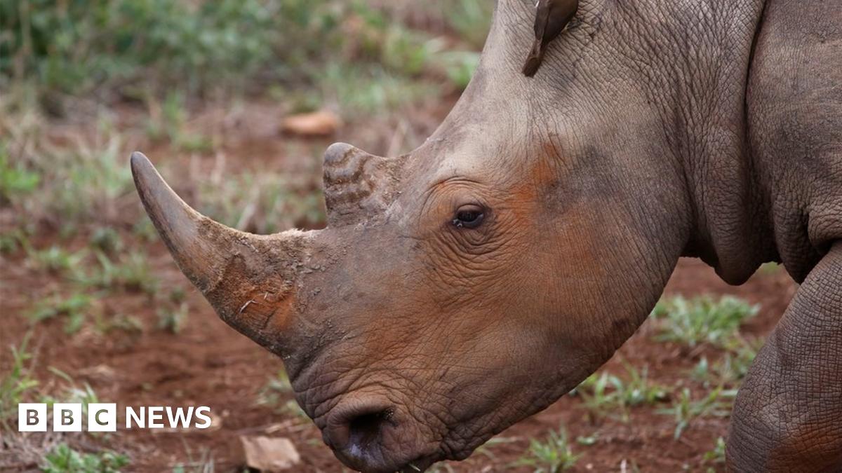 Rhino poaching: Another year, another grim record - BBC News