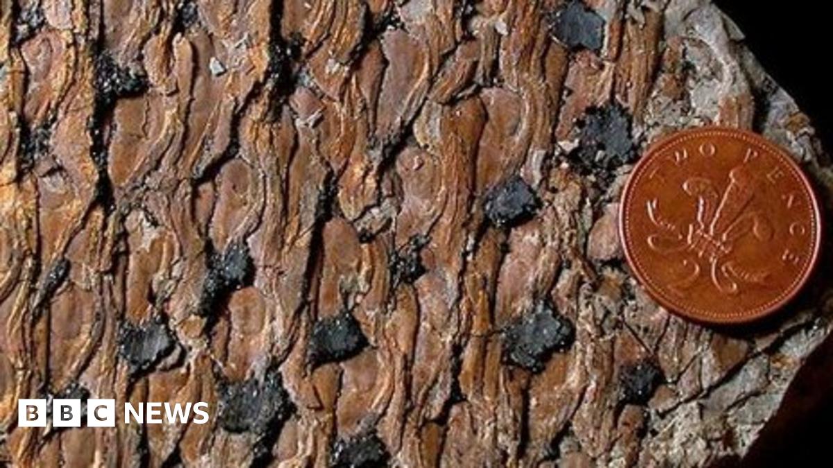Brymbo's fossil forest given SSSI protected status - BBC News