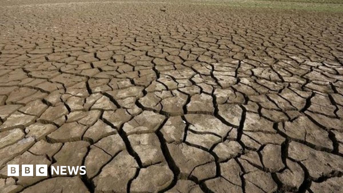 Earth 'entering new extinction phase' - US study - BBC News