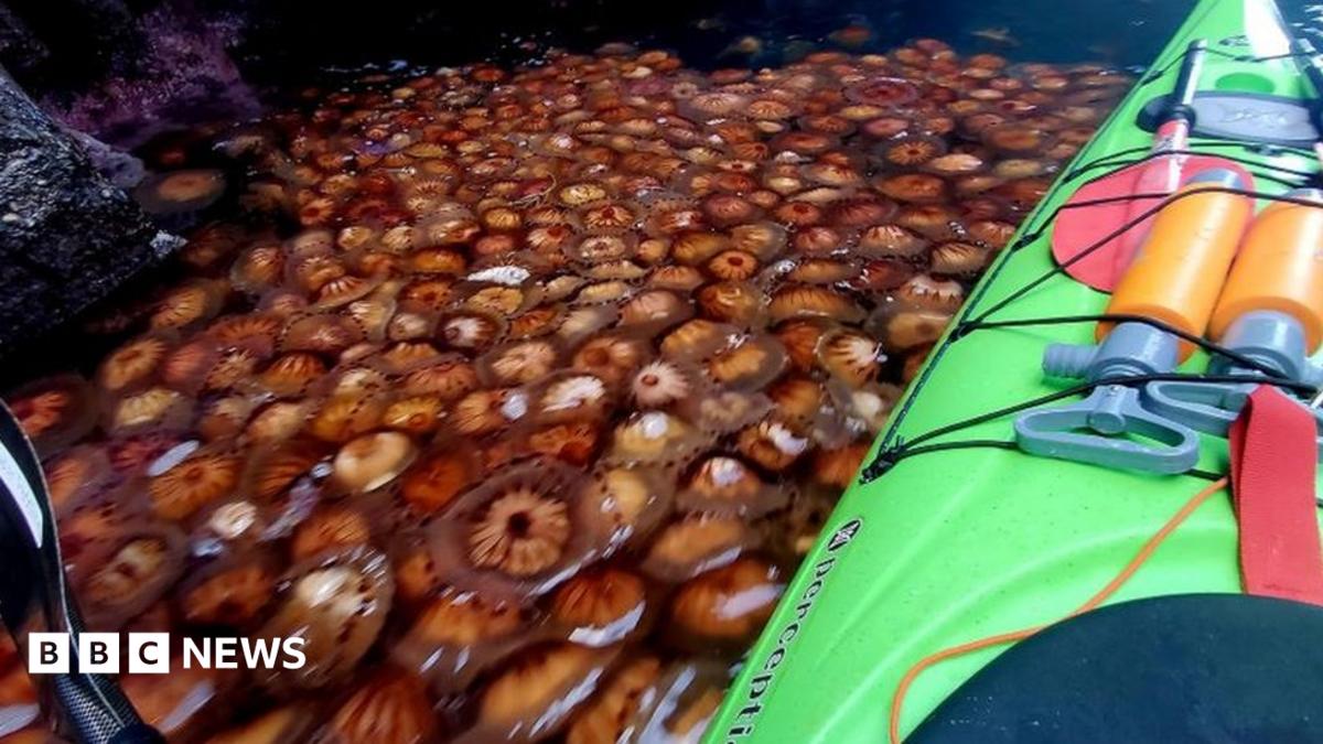 'Bumper year' for jellyfish sightings in Scotland - BBC News