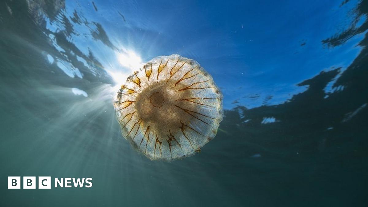 In pictures: Exotic and beautiful marine life in the Solent - BBC News