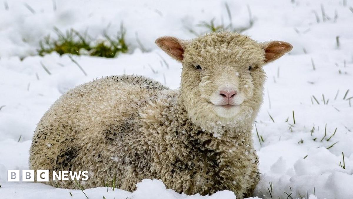 Northern Ireland weather: Heavy snowfall in some counties - BBC News