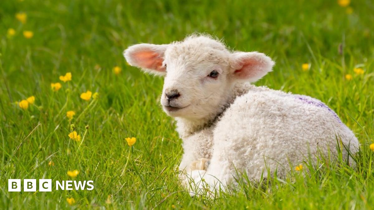 Lambing festival near Abingdon returns after Covid break - BBC News
