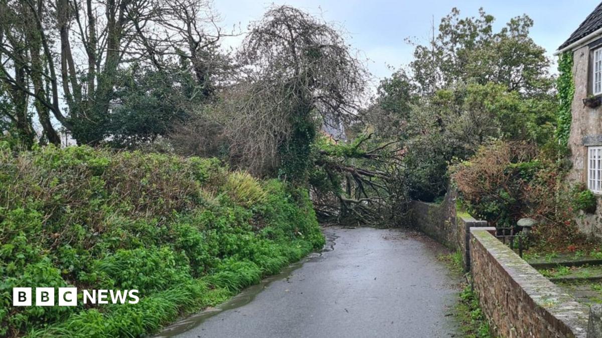 Guernsey States gives £15K to replace trees lost in storm - BBC News