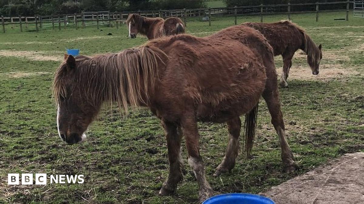 Gelligaer: Ponies found in 'terrible' condition are rescued - BBC News