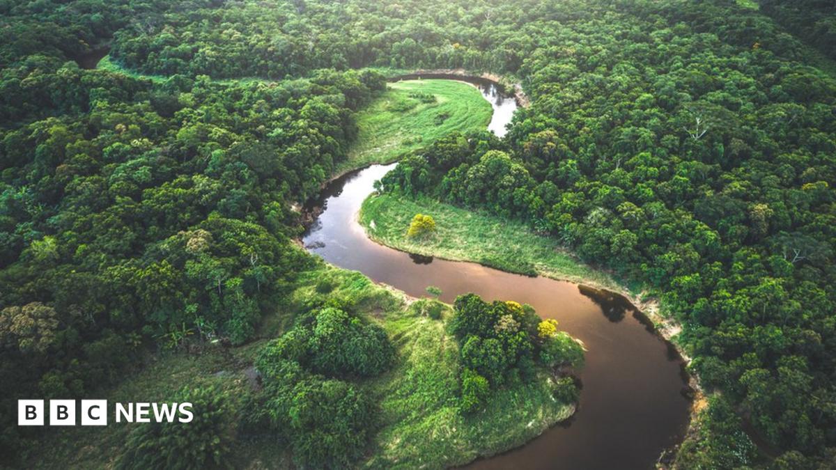 Earth has more tree species than we thought - BBC News