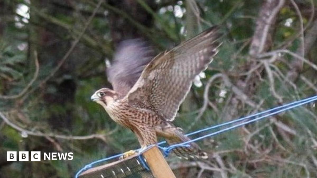 Stolen peregrine falcon found in Lowestoft is released into the wild ...