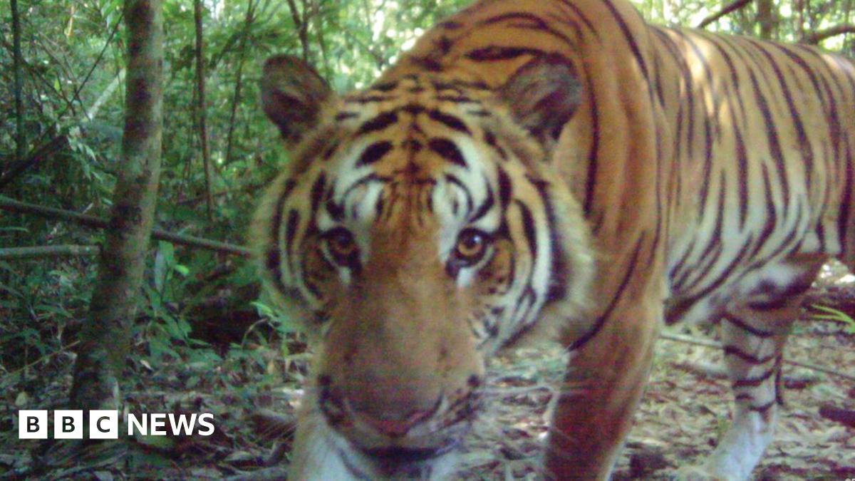 New population of rare tigers found in eastern Thailand - BBC News