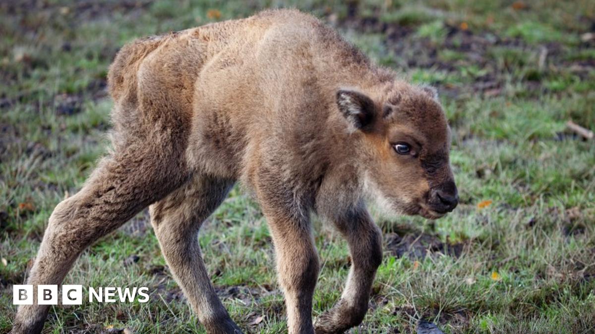 Canterbury: First bison conceived in rewilding project is born - BBC News