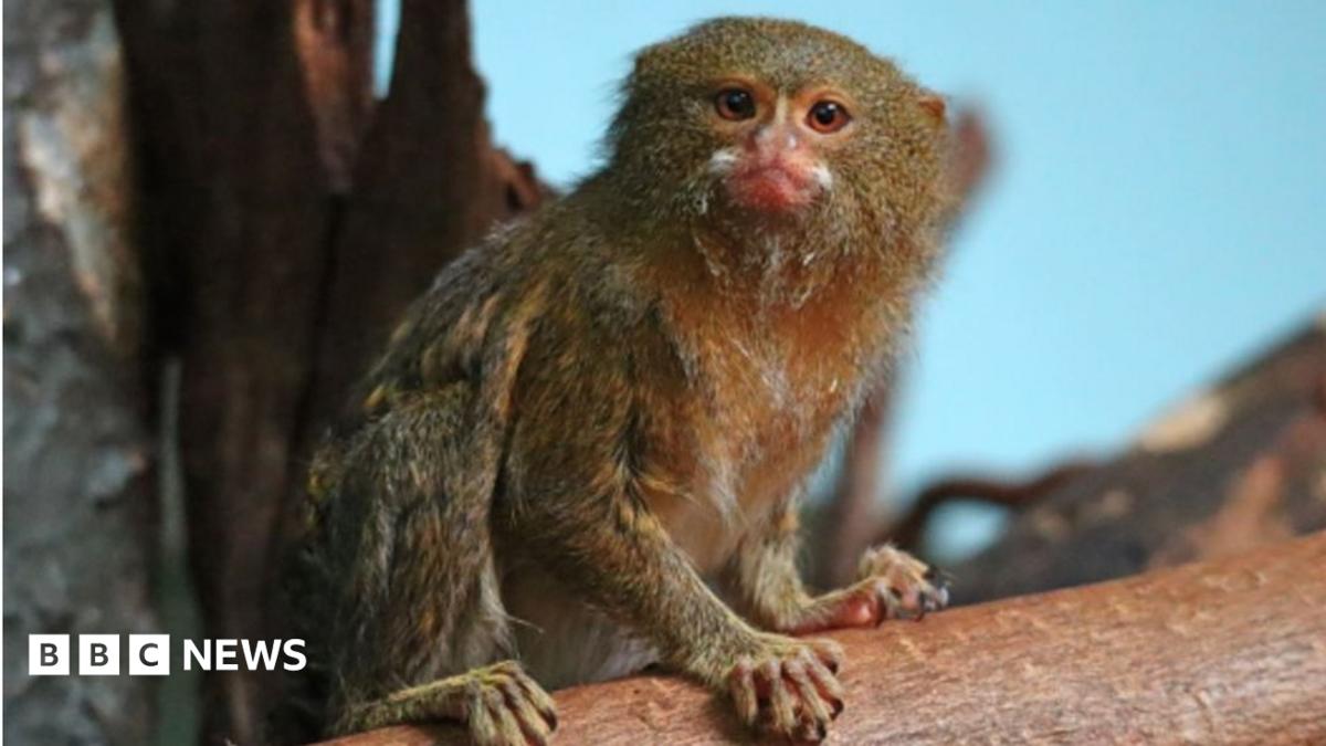 Sussex zoo welcomes one of world's smallest monkeys - BBC News