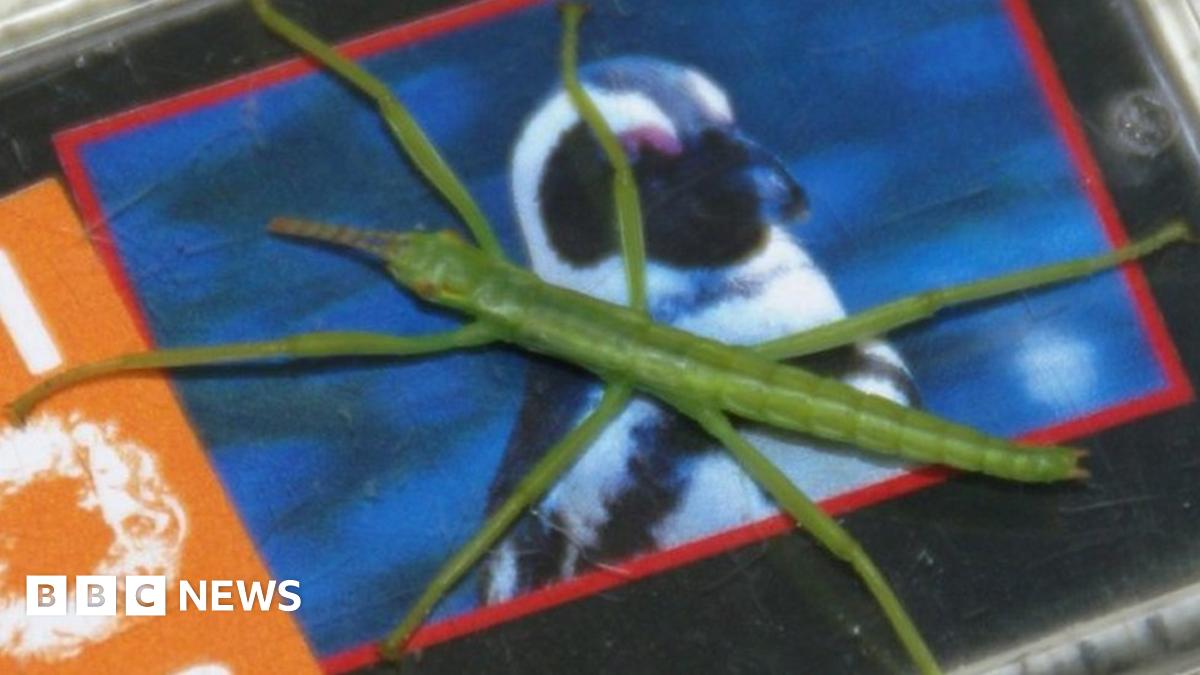 Rare stick insects hatch at Bristol Zoo - BBC News