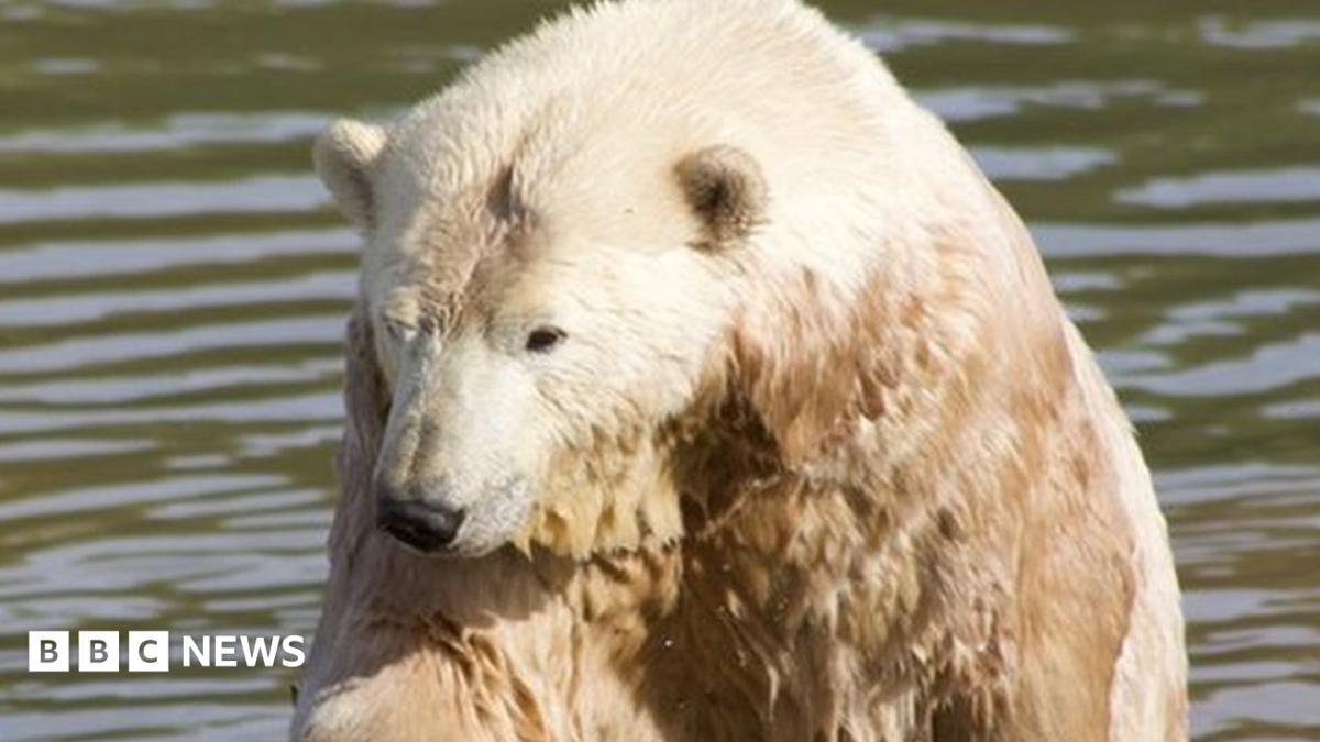Jimmy Doherty says polar bear enclosure cost nearly £1m - BBC News