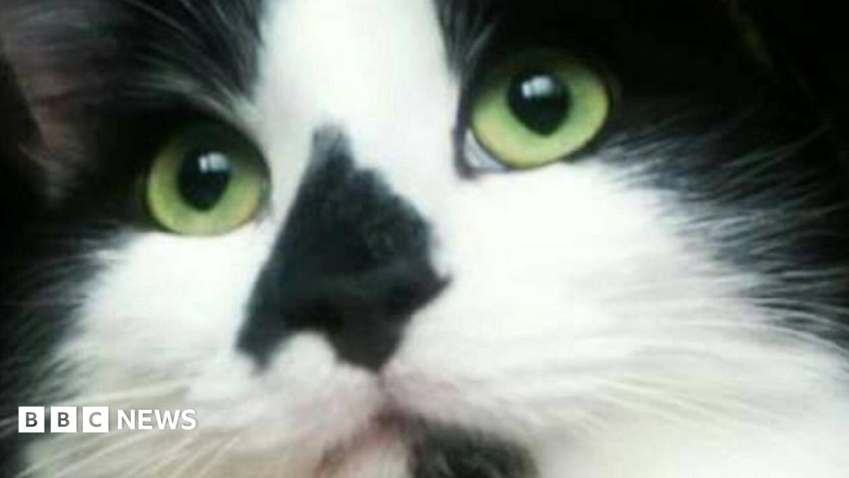 Missing March pet cat Marko found after six years living feral - BBC News