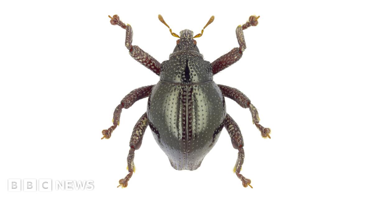 Treasure trove of new insects discovered on island - BBC News