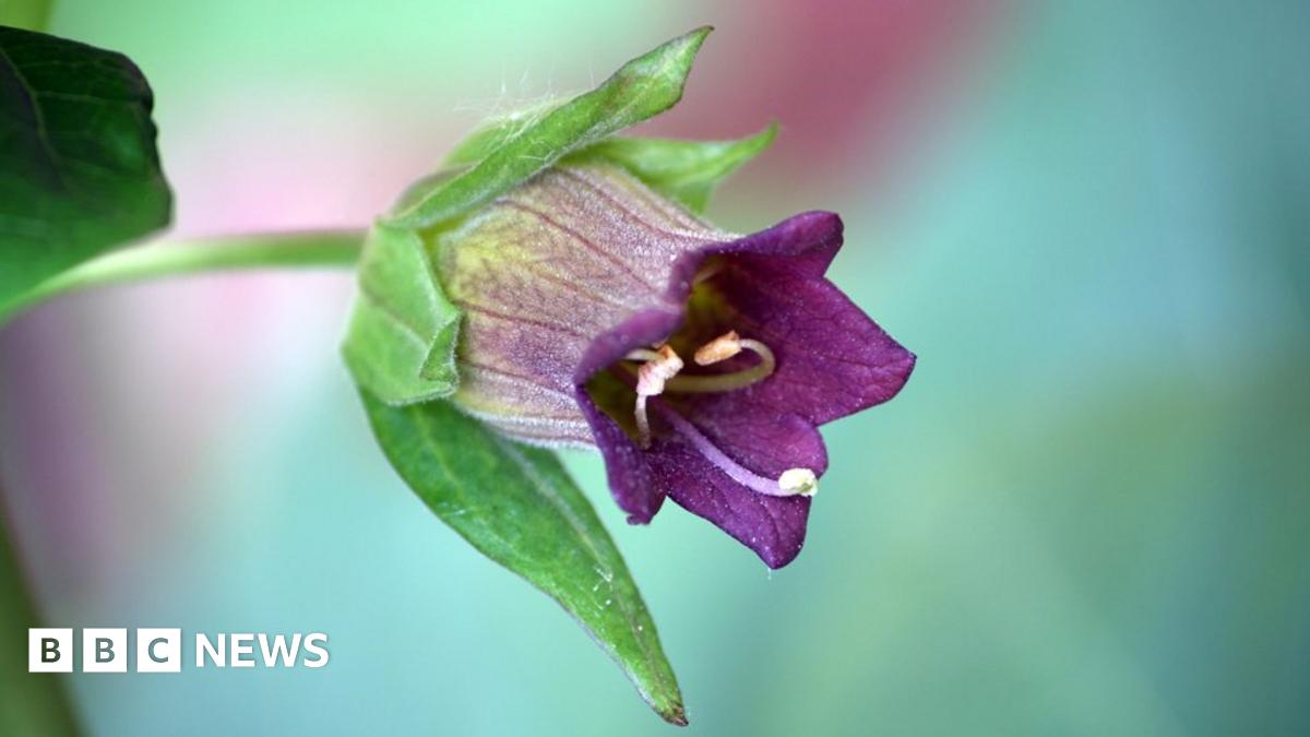 The plant that can kill and cure - BBC News