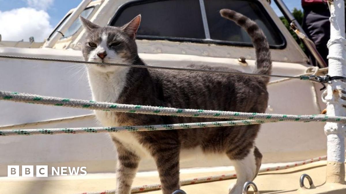 Cat makes history in Sydney to Hobart yacht race - BBC News