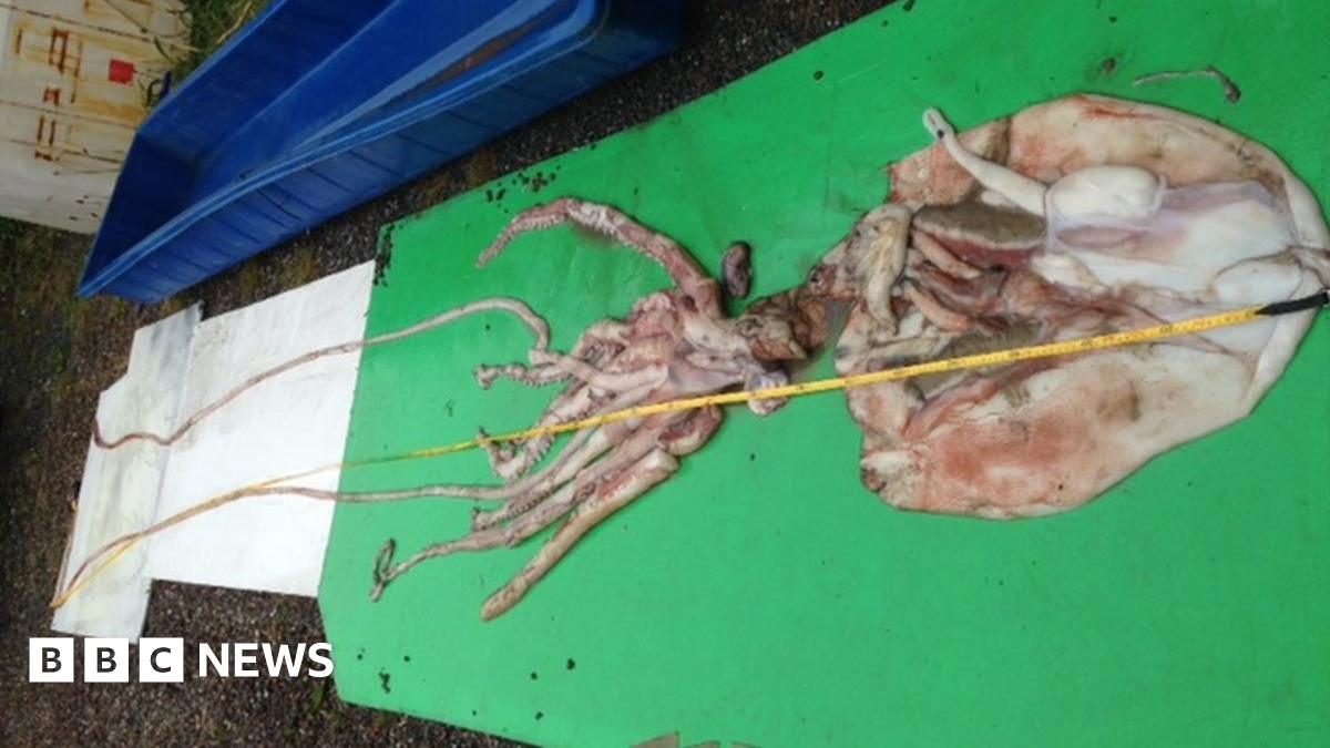 biggest squid found