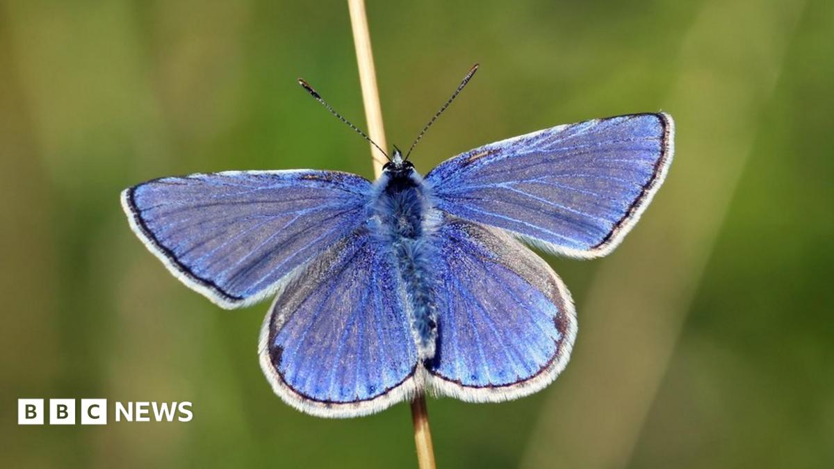 Butterfly numbers drop a mystery, say experts - BBC News