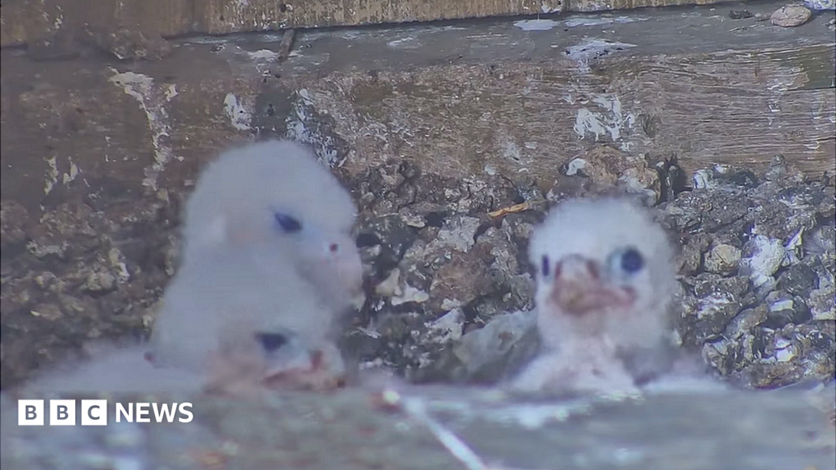 Peregrine chicks fledge on Ely Cathedral roof live on camera - BBC News