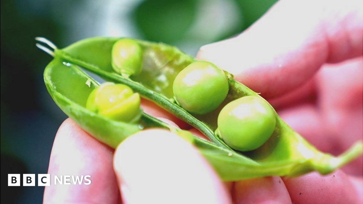 Peas that don't taste like peas could help the planet - BBC News