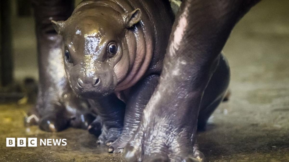 Endangered pygmy hippo born at Bristol Zoo - BBC News