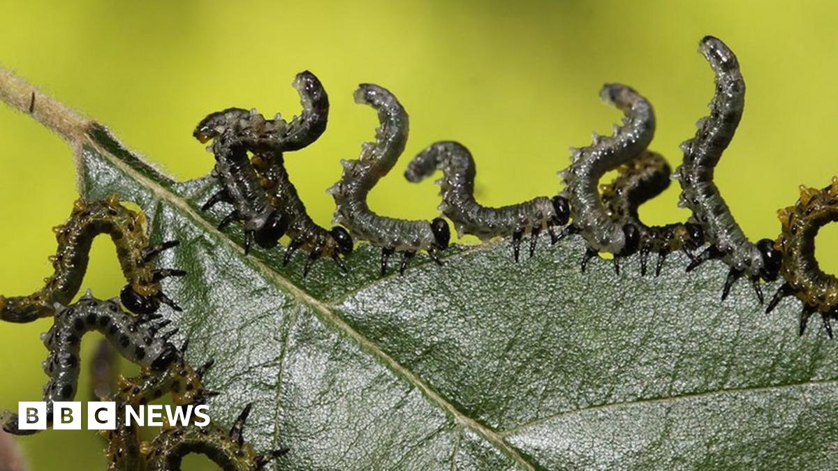 Your pictures on the theme of 'tiny creatures' - BBC News