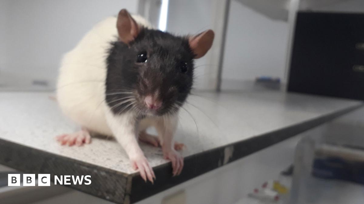 Gene therapy reverses rat's paralysis - BBC News