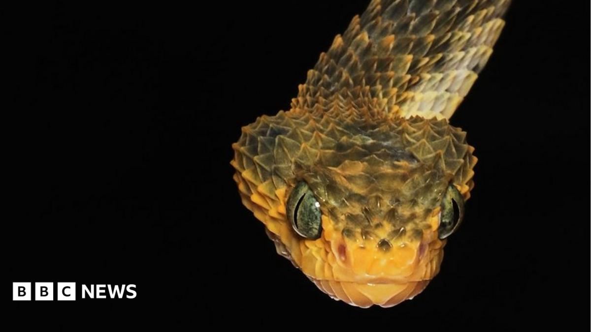 Face to face with DR Congo's deadly vipers - BBC News