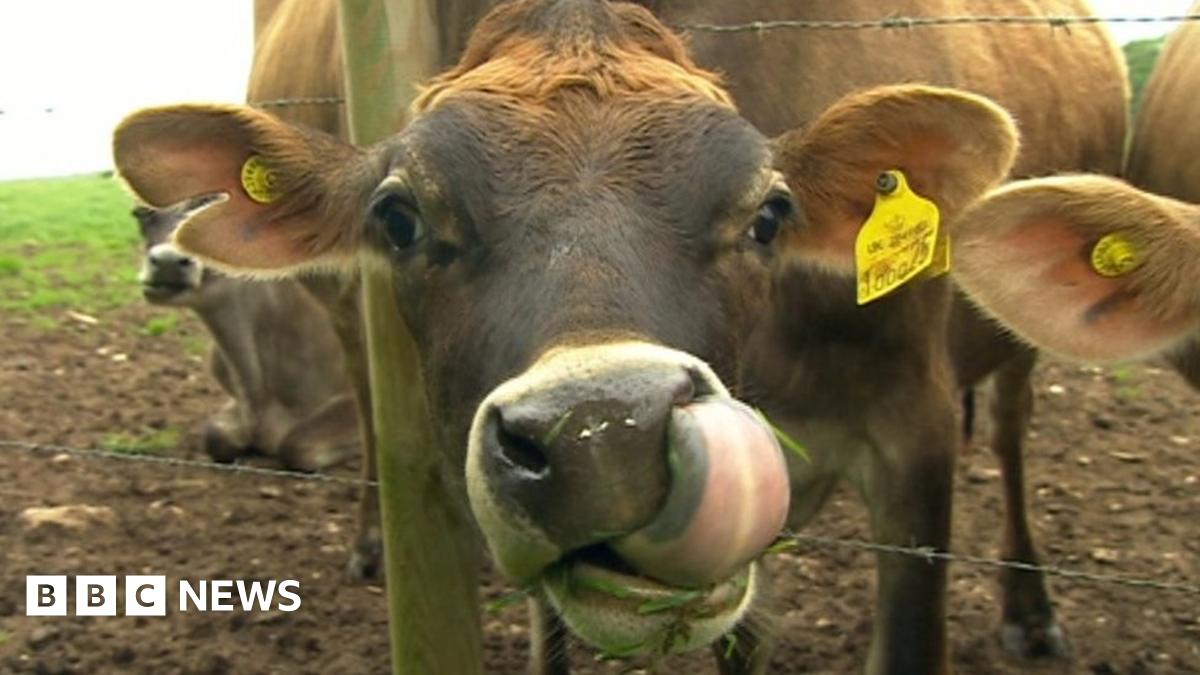 Hampshire farmer forced to cull cows after water cut off - BBC News