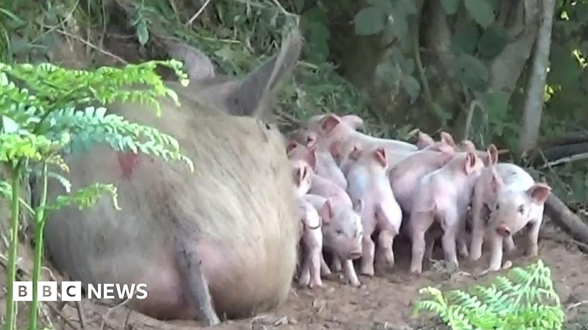 Pregnant pig escapes farm and gives birth in woods - BBC News
