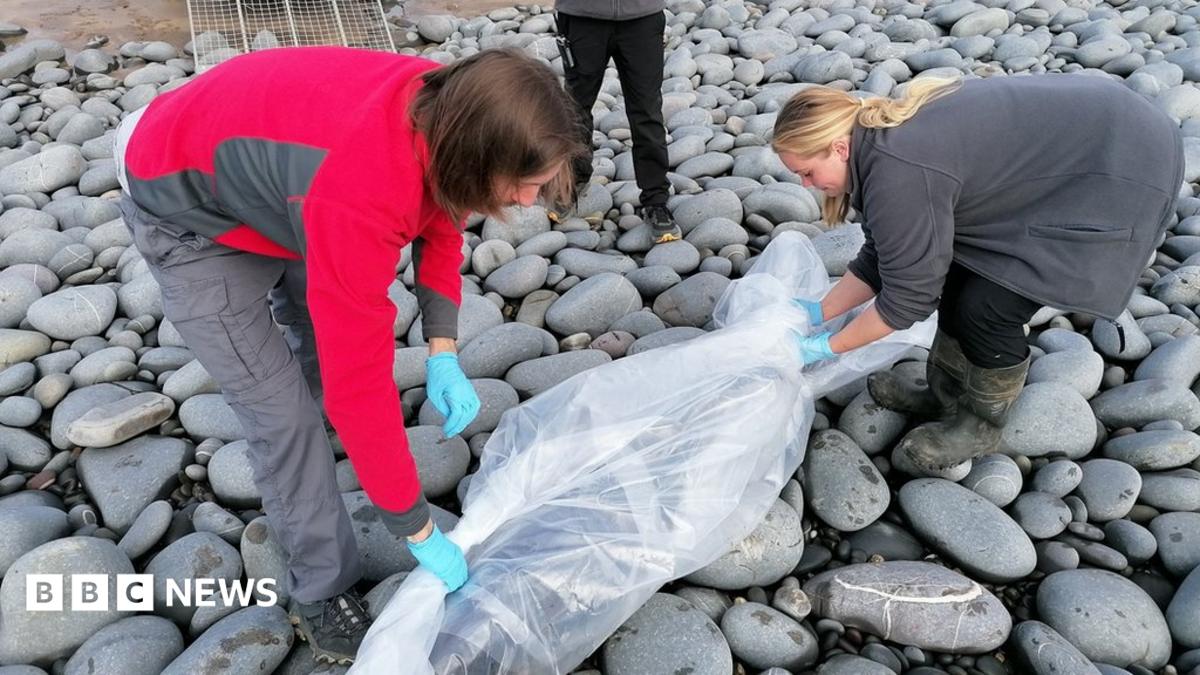 North Devon dead dolphin taken to London for necropsy - BBC News
