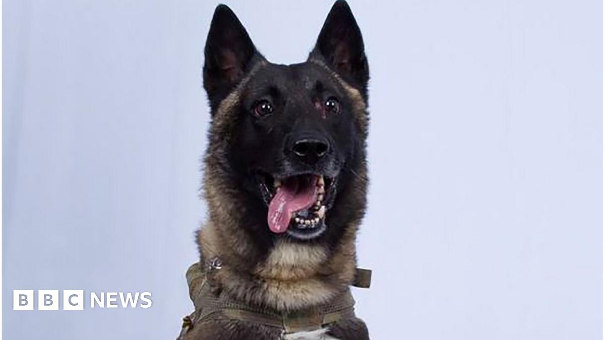 Baghdadi death: The 'wonderful' canine who chased the leader of Islamic ...