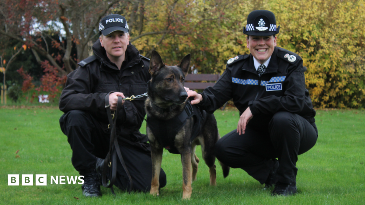West Mercia Police dogs issued protective vests - BBC News