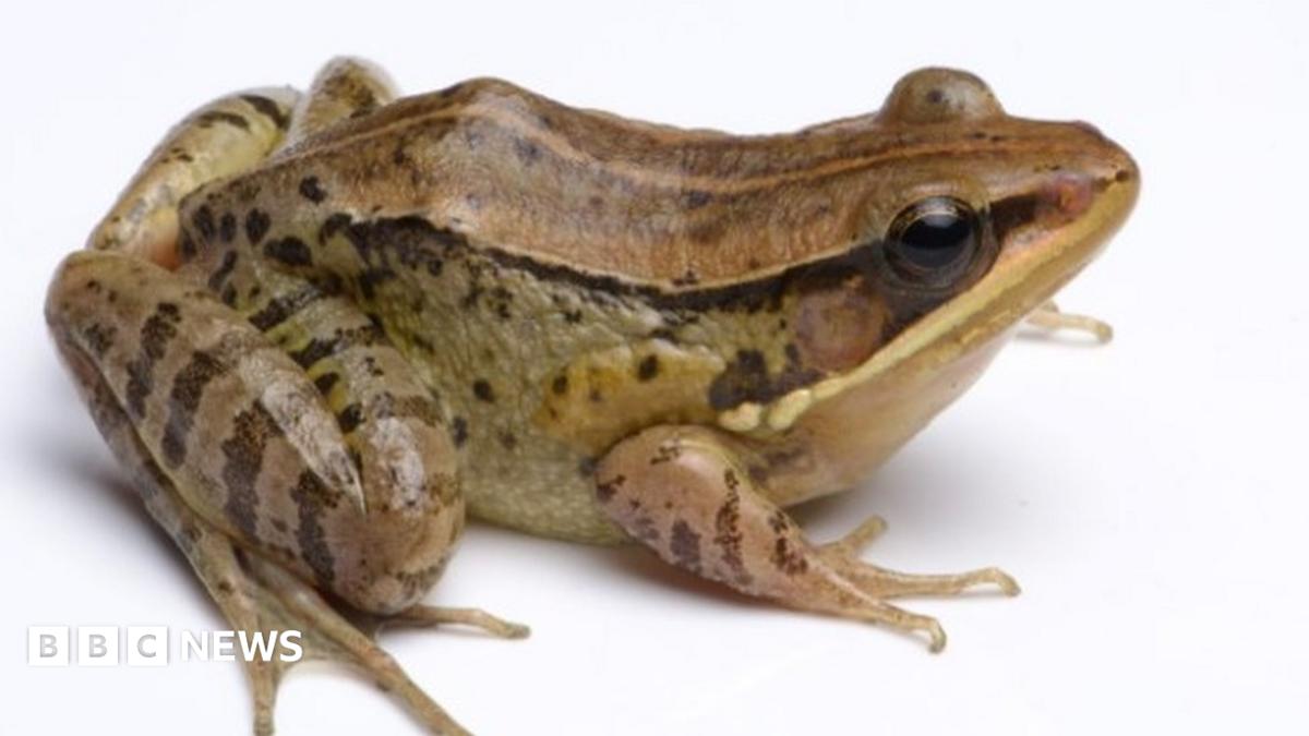 Wolverhampton scientists say new frog species sounds like a duck - BBC News